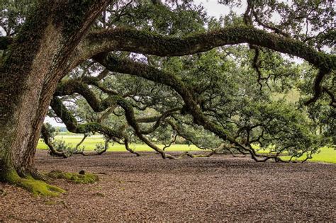 Quercus Hypoleucoides Planting A Guide To Silverleaf Oak Trees