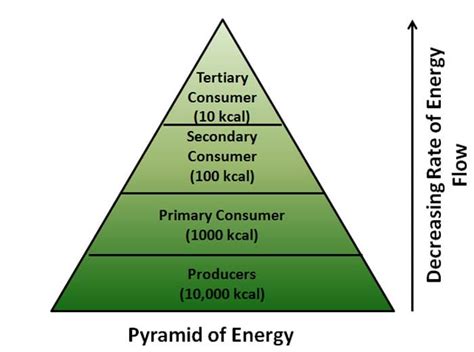Ecological Pyramid Definition Number Biomass Energy Pyramids