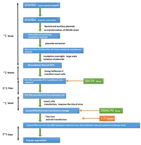 Insect Baculovirus Expression Vector System