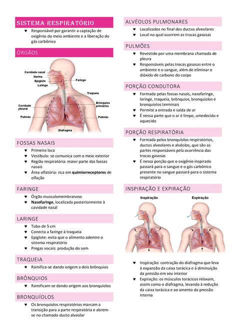 Sistema Respiratório Sistema Respiratório Material De Enfermagem