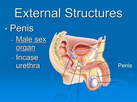 Male Reproductive System Ppt Pptx