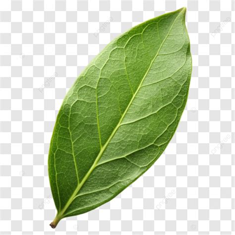 Bay Leaf Isolated On White Background Bay Leaf Bay Leaf Spice Bay Leaf Isolated Png