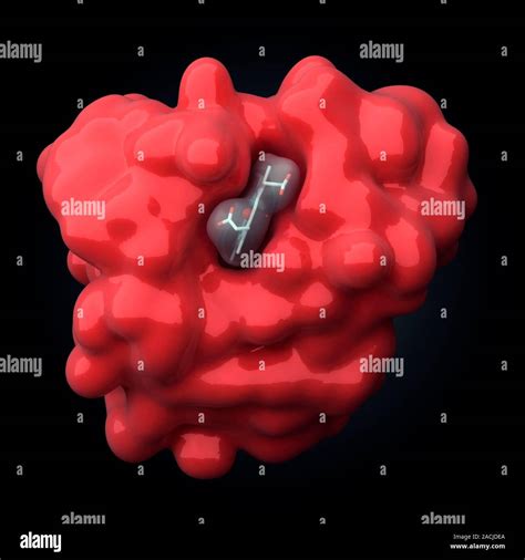 Myoglobin Molecule Computer Model Showing The Structure Of A Myoglobin Molecule Myoglobin Is A