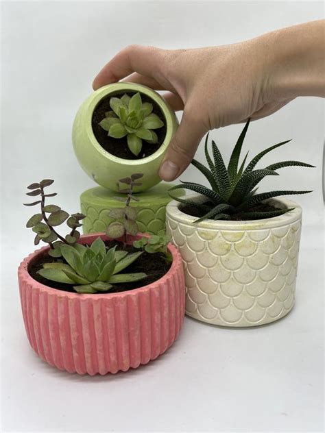 Сукуленти в кашпо — ціна 250 грн у каталозі Кашпо Купити товари для дому та побуту за доступною