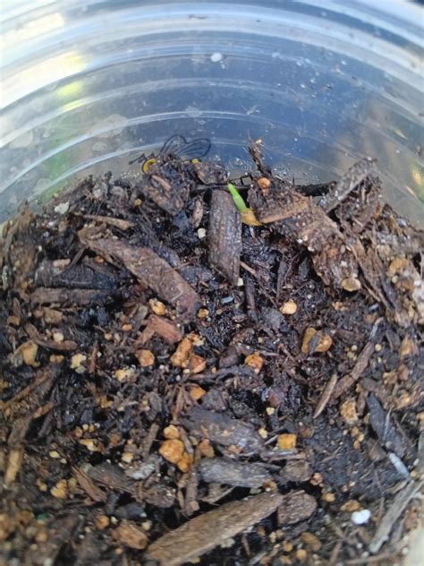 Im So Excited To Grow This Tiny Lemon Seed Rplants