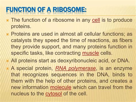Ribosomes Of A Cell Function