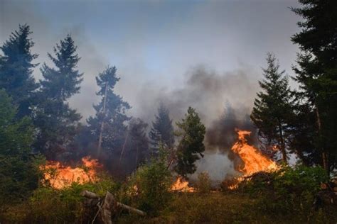 გადამწვარი ბორჯომის ტყის სულისშემძვრელი ფოტოები