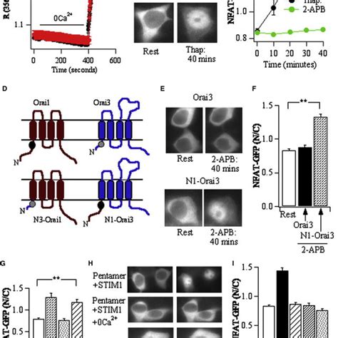 The N Terminus Of Orai1 Couples Local Ca2 To Nfat Activation Download Scientific Diagram