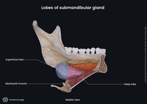 Submandibular Gland Anatomy