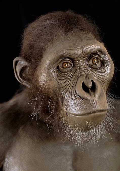 Australopithecus Afarensis By Science Photo Library