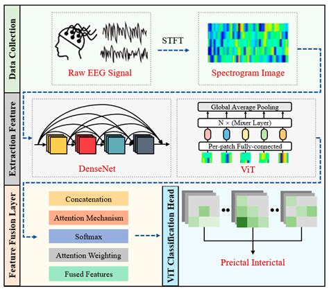 Brain Sciences Free Full Text Eeg Based Seizure Prediction Using Hybrid Densenetvit Network