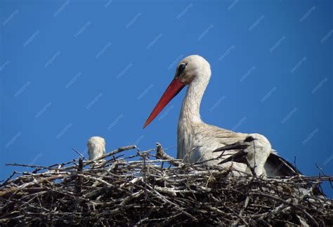 Una Cigüeña En Su Nido Con Bebés Con Fondo De Cielo Azul Foto Premium