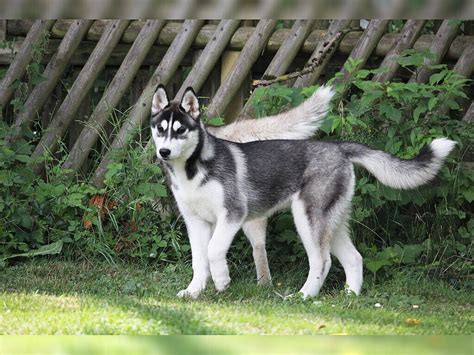 Züchter Im Vdh Iris Kammerer Die Offizielle Website Für Vdh Welpen