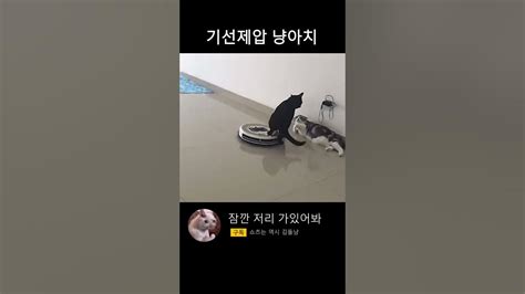 로봇청소기 형은 나가있어 뒤지기 싫으면 youtube