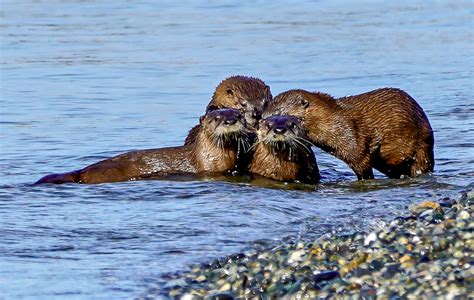 A Professors Passion Studying Otter Behavior