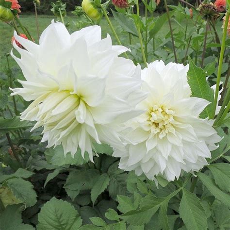 Snow Country Dinner Plate Dahlia American Meadows Wonderful Flowers Growing Cut Flowers