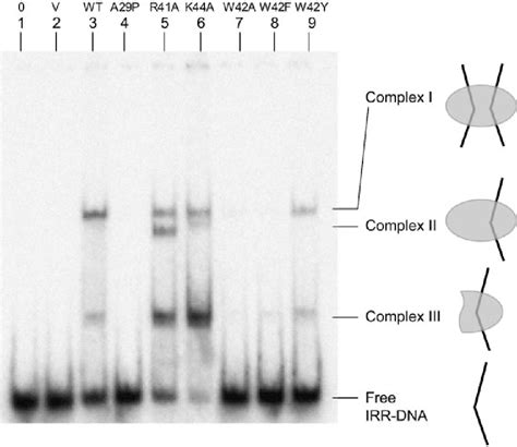 Figure 1 From The Helix Turn Helix Motif Of Bacterial Insertion Sequence Is911 Transposase Is