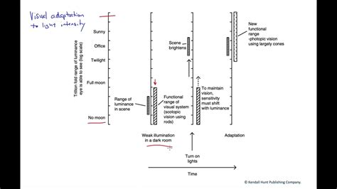 Visual Adaptation Youtube