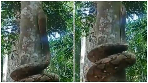 Huge Python Wraps Around Tree and Climb video goes viral Python Climb Tree భర చటటన