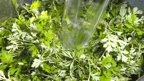 【网络中国节·清明】清明时节，艾粄尝春腾讯新闻