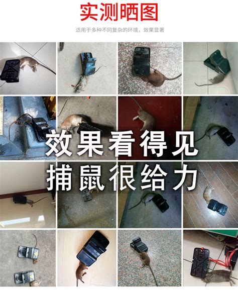 标兵老鼠夹子捕鼠器家用强力灭捉抓老鼠神器扑鼠器地夹室内全自动虎窝淘