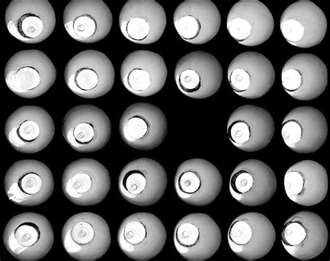 Premium Photo Circle Objects In A Row