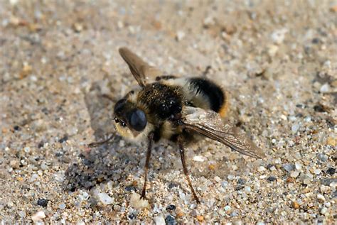 Deer Nose Botfly Cephenemia Apicata Hypoderma Lineatum Bugguide Net