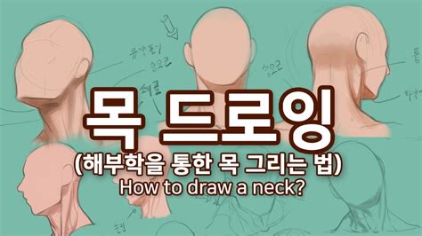 해부학을 이용한 목 그리기 오쌤인체해부학 Anatomy Teacher O Youtube