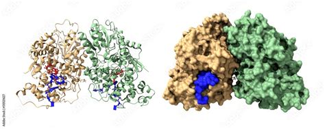 Structure Of Cryptochrome 3 Dimer Dna Blue Complex Fad Is Shown In