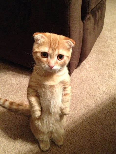 Cute Standing Cats 16 Photos Funcage
