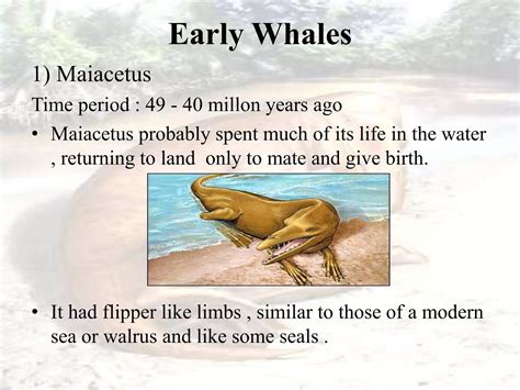Presentation Evolution Of Whales Pptx