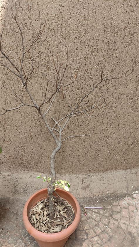 Shikha Maurya On Linkedin 4 Steps Mentioned In This Post Always Helps