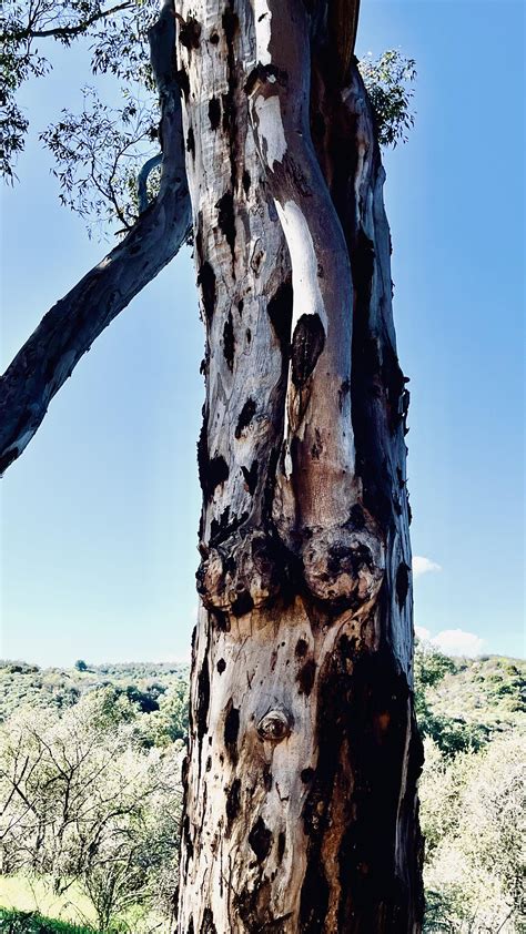 Rhymes With Gum Tree R Mildlypenis