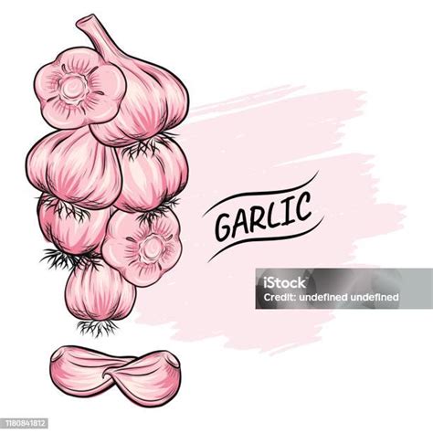 마늘 벡터 개요 그림입니다 야채 음식 개념입니다 포스터 배너 로고 아이콘 스티커 메뉴 디자인 레스토랑 카페 Receipe 책 농산물 마늘 드레싱용 건강한 생활방식에 대한