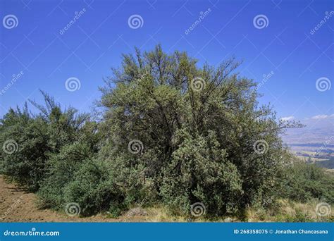 Paper Tree Polylepis Incana Stock Image Image Of Environment Incana