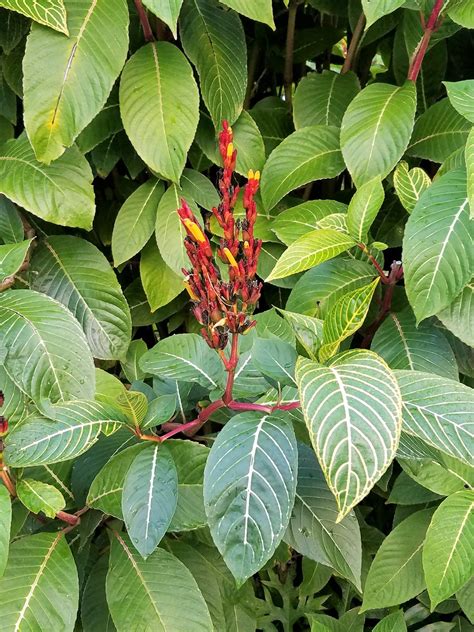 The Fantastic Flora Of Kauai Part II