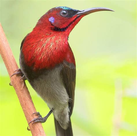 Vigorss Sunbird Aethopyga Vigorsii Индия птицы страны