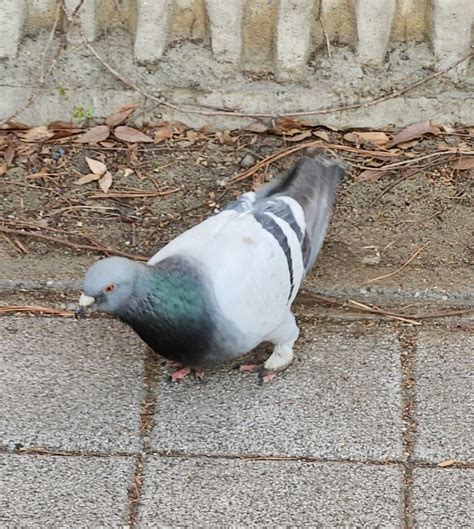 나도 바지입은 비둘기 봣어 조류 마이너 갤러리