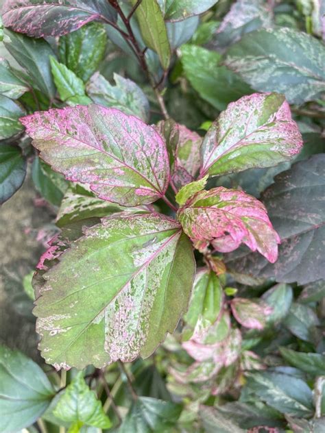 Acalypha Wilkesiana Planta Nombres Comunes Copperleaf Y Jacobs Mantle