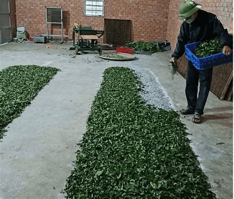 Mô Hình Trồng Dâu Nuôi Tằm Sinh Kế Hiệu Quả Từ Chương Trình Mục Tiêu