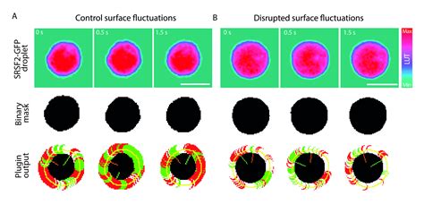 Capturing Cytoskeleton Based Agitation Of The Mouse Oocyte Nucleus Across Spatial Scales