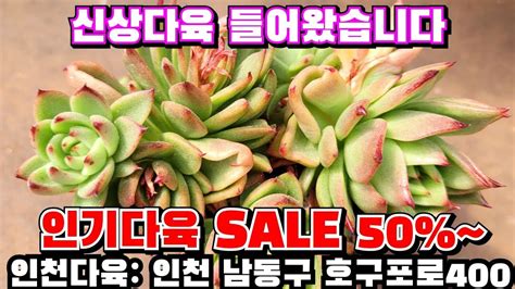 인천다육 ️시세무시 Sale 50~ 엄청싸게 한정수량 할인판매합니다 🏡인천 남동구 호구포로400 ☎️ 010 5316