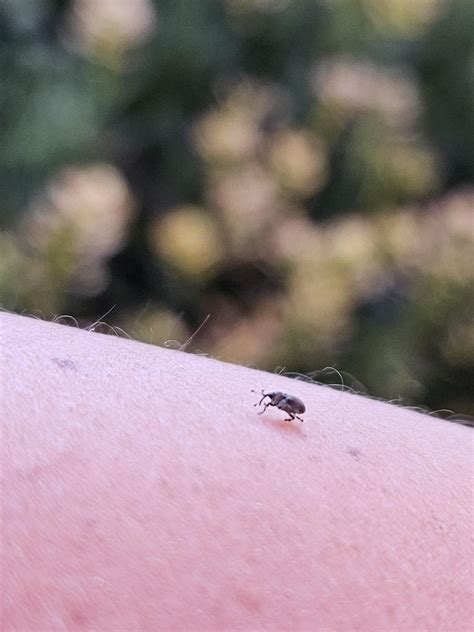 Tiny Weevil Time R Weeviltime