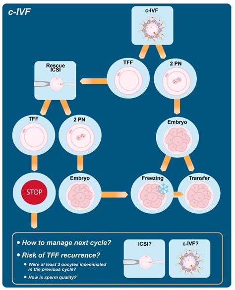 Embryo Development After Ivf Transfer