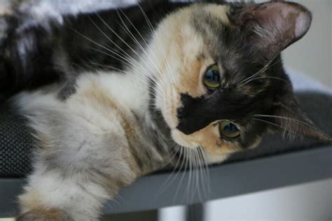 애교쟁이 삼색카오스 고양이 데마끼