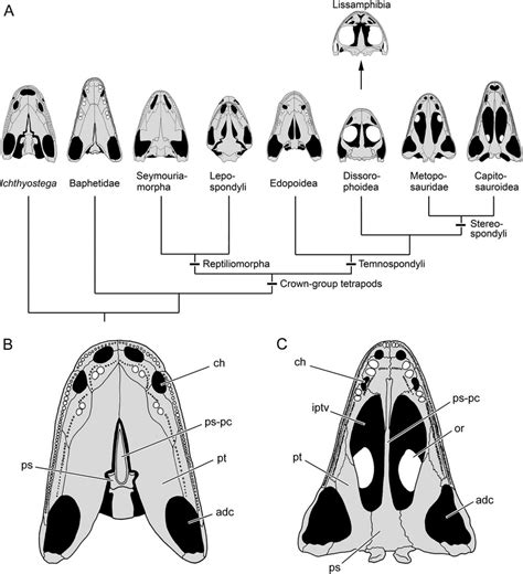 A Simplified Cladogram Of Early Tetrapod Relationships Based On The