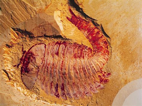 Can Carbon Dating Be Used On Dinosaur Fossils Spoiler Not Really