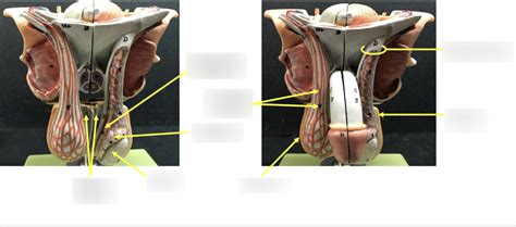Scrotum And Spermatic Ducts Diagram Quizlet