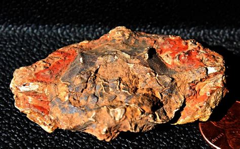 Woodbine Crustacean Fossil Id The Fossil Forum