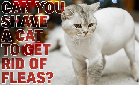 Can You Shave A Cat To Get Rid Of Fleas CatWiki